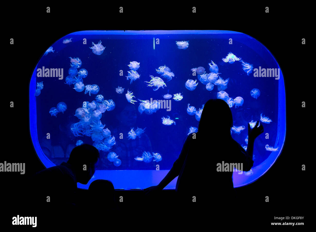 Manila ocean park hi-res stock photography and images - Alamy
