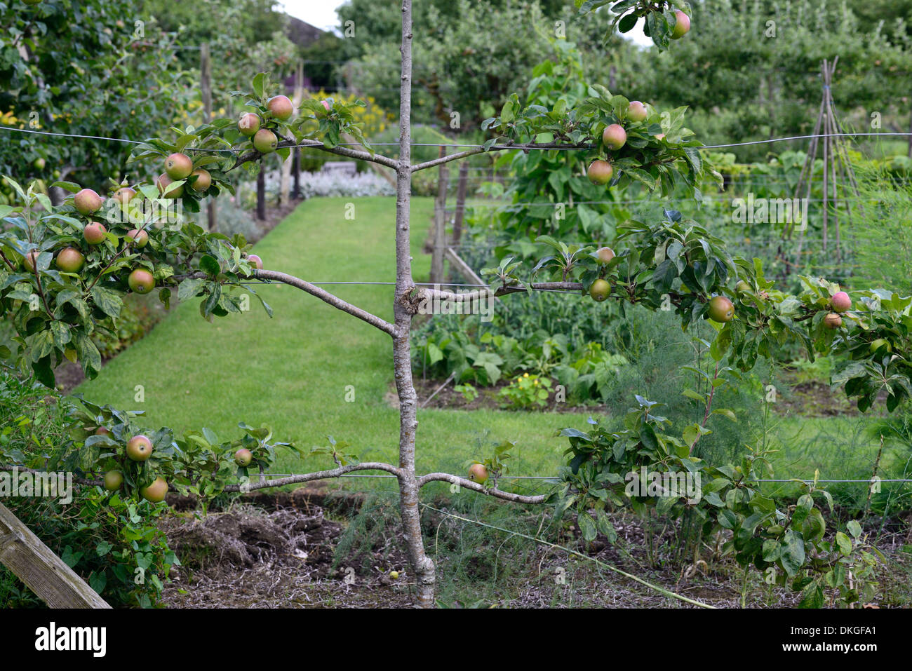 Pleached hi-res stock photography and images - Alamy