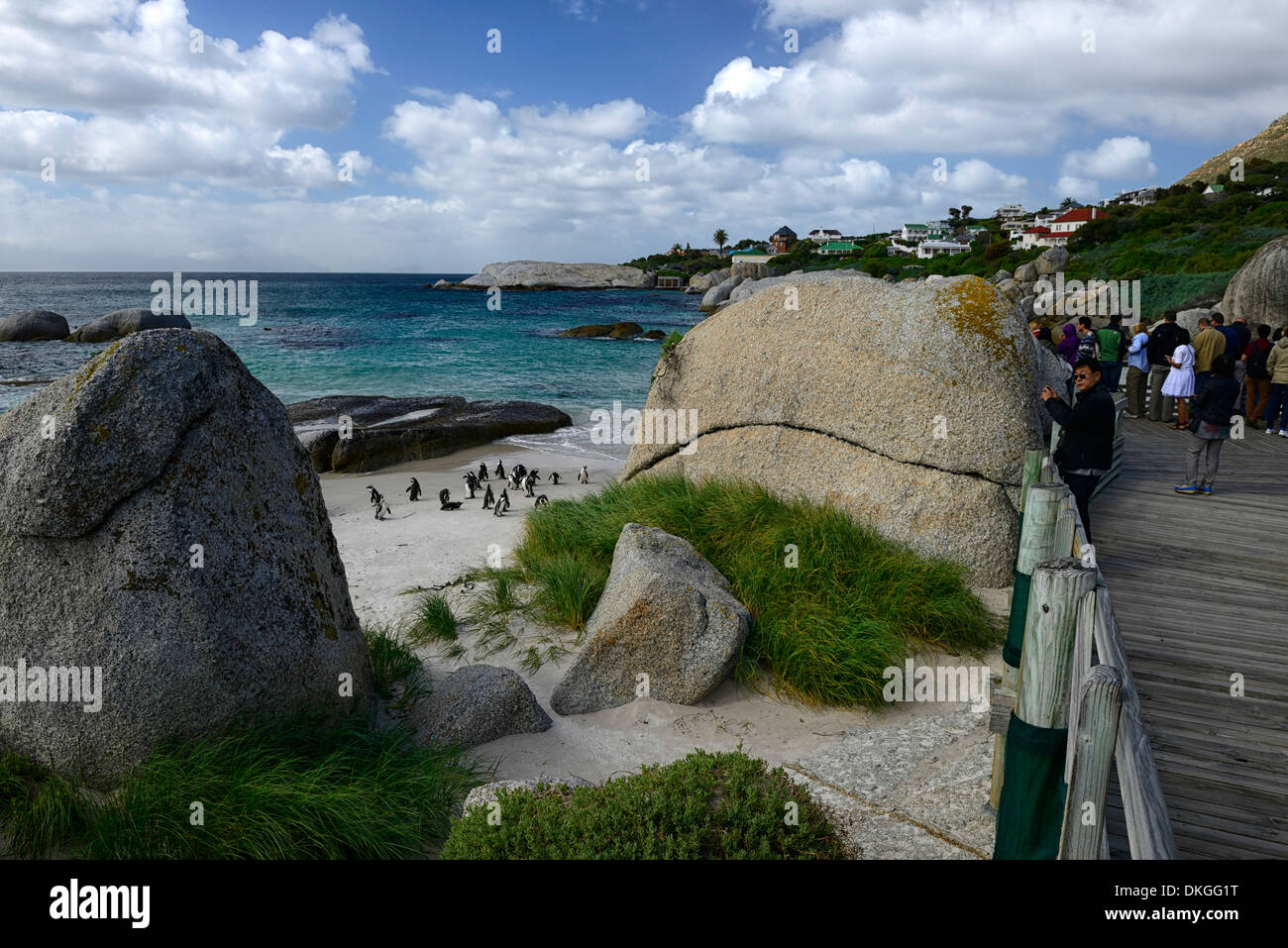 Spheniscus demersus African Jackass Penguins Boulders Beach Simonstown ...