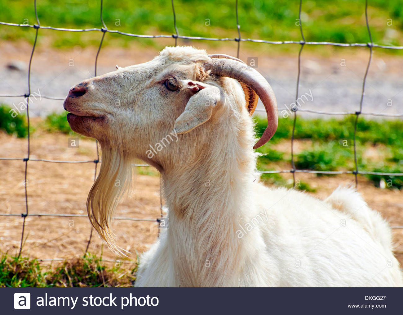 Curved Horns High Resolution Stock Photography and Images - Alamy