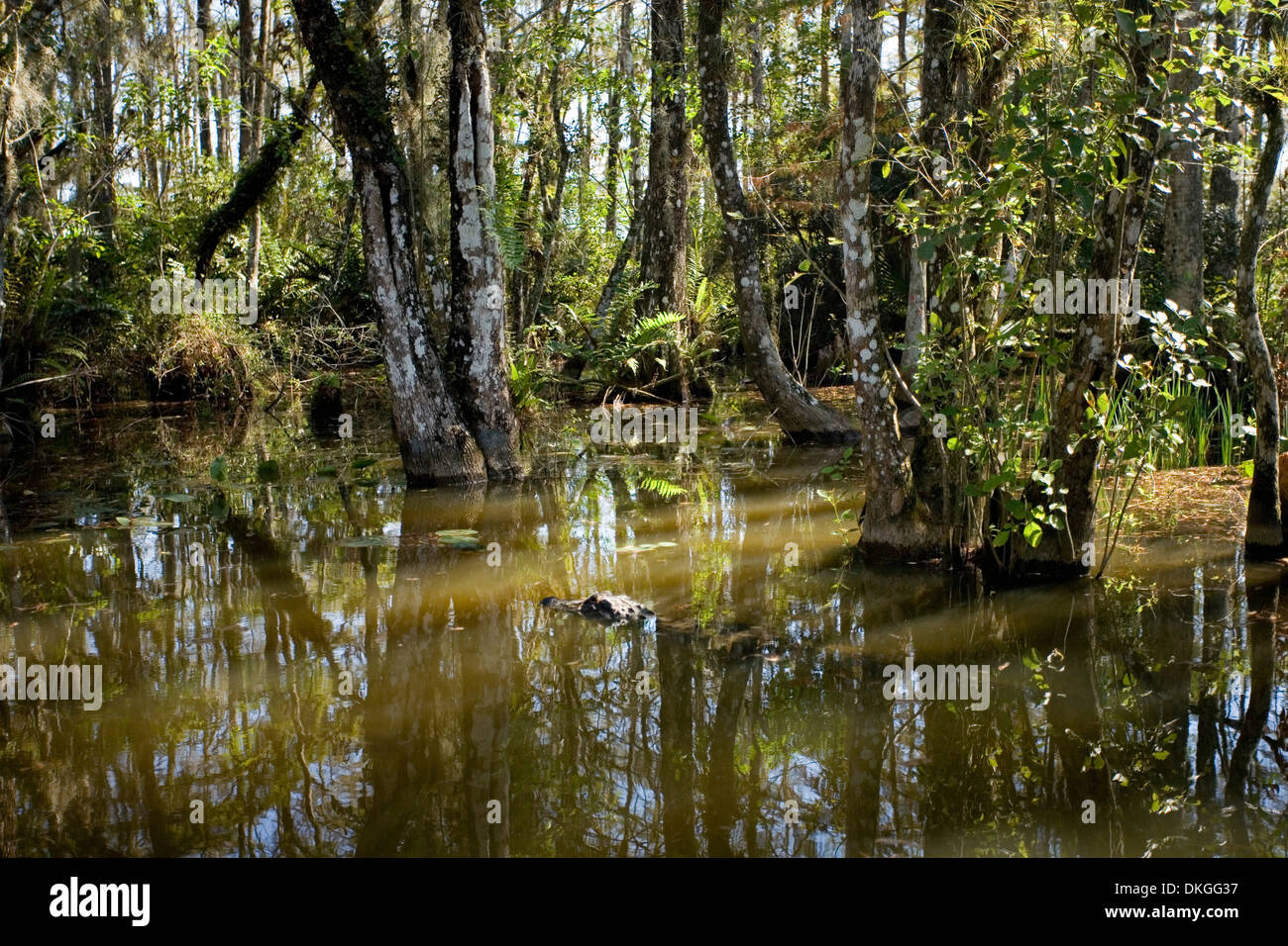 Mangrove forest florida everglades hi-res stock photography and images ...