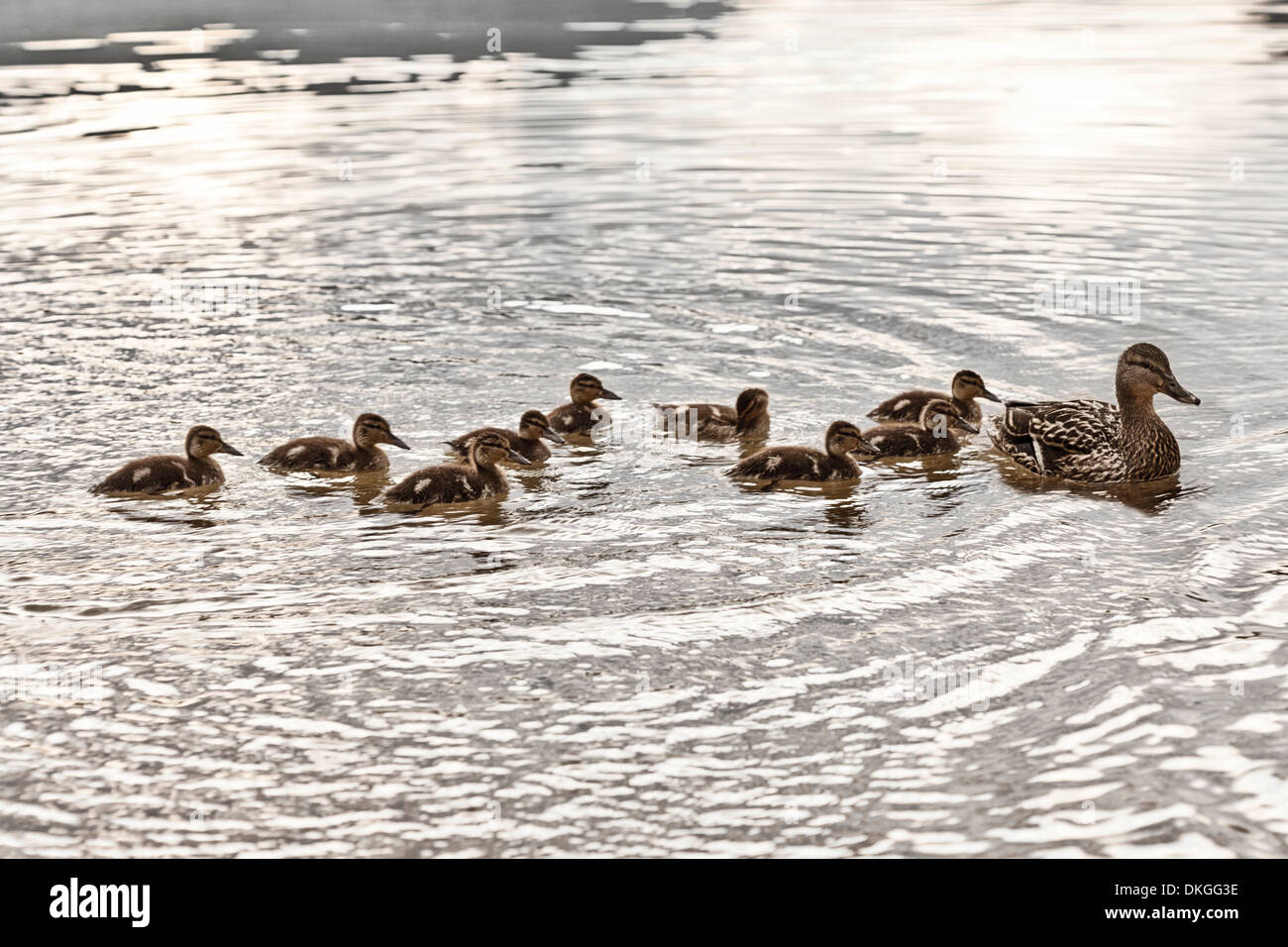 Ducks at lake hi-res stock photography and images - Alamy