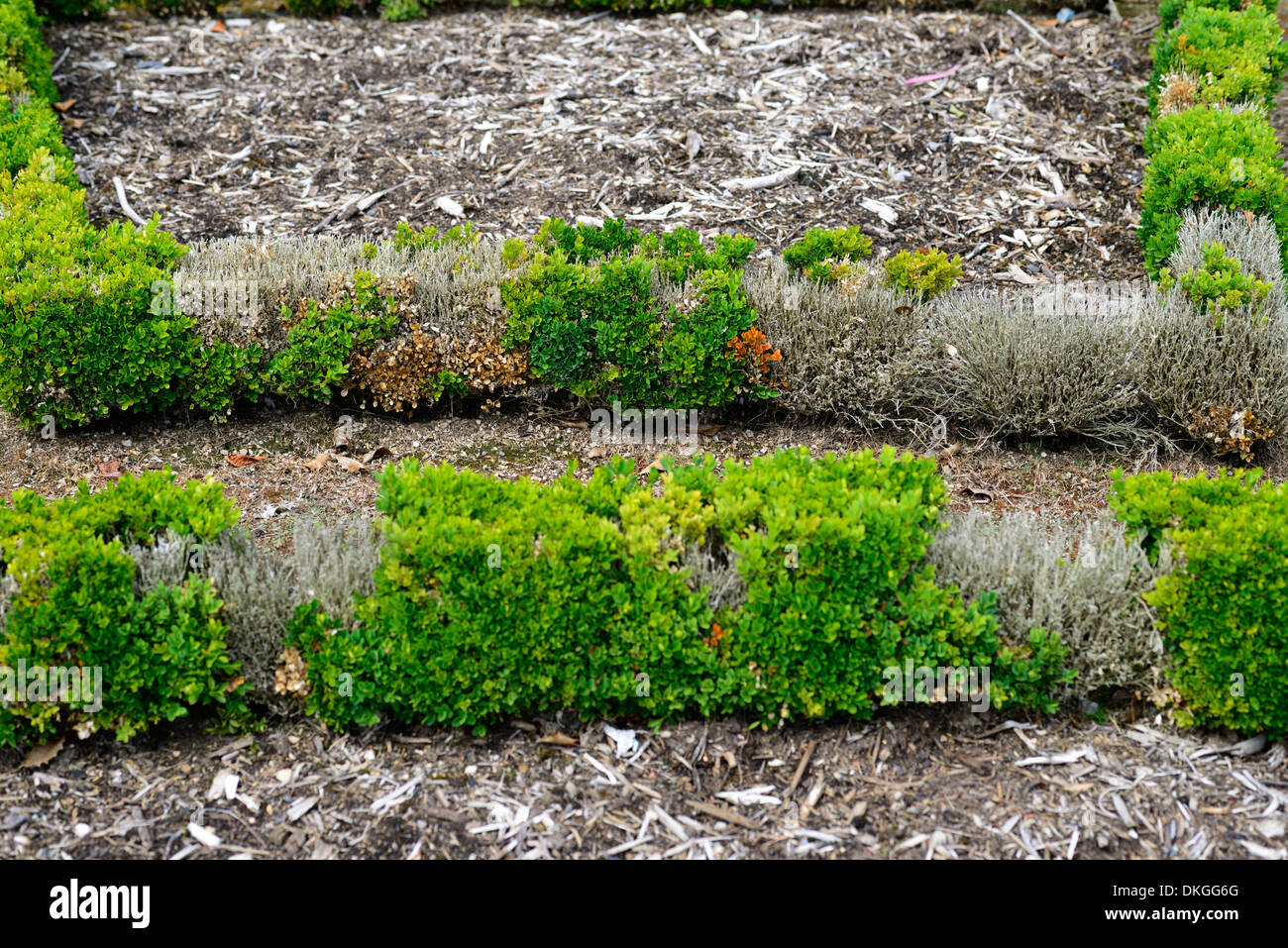 Box blight hi-res stock photography and images - Alamy