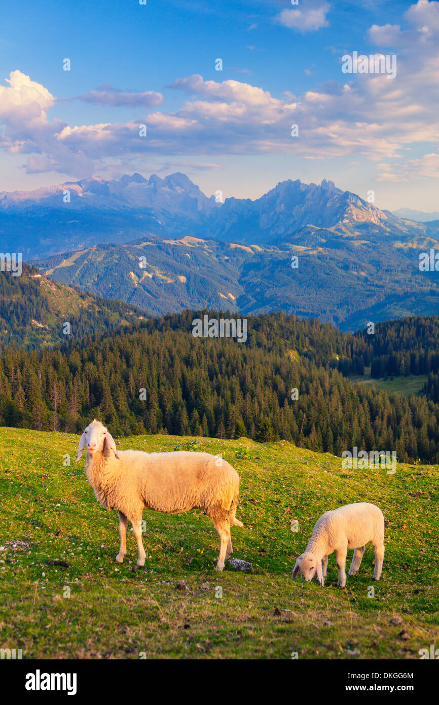 Alpine pasture economy hi-res stock photography and images - Alamy