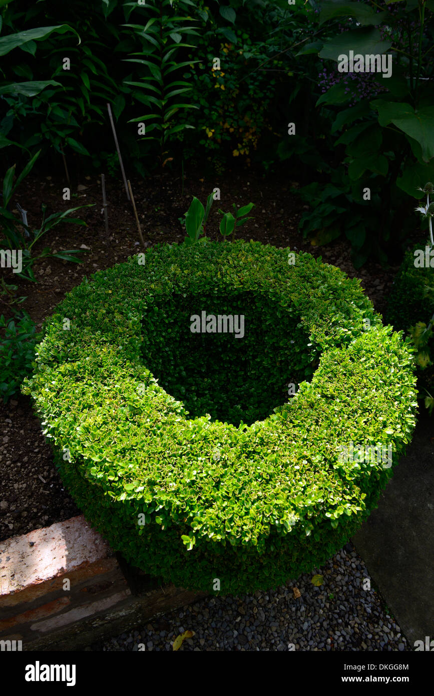 buxus hedge clipped clip shape shaped into circle circular shape dillon ...