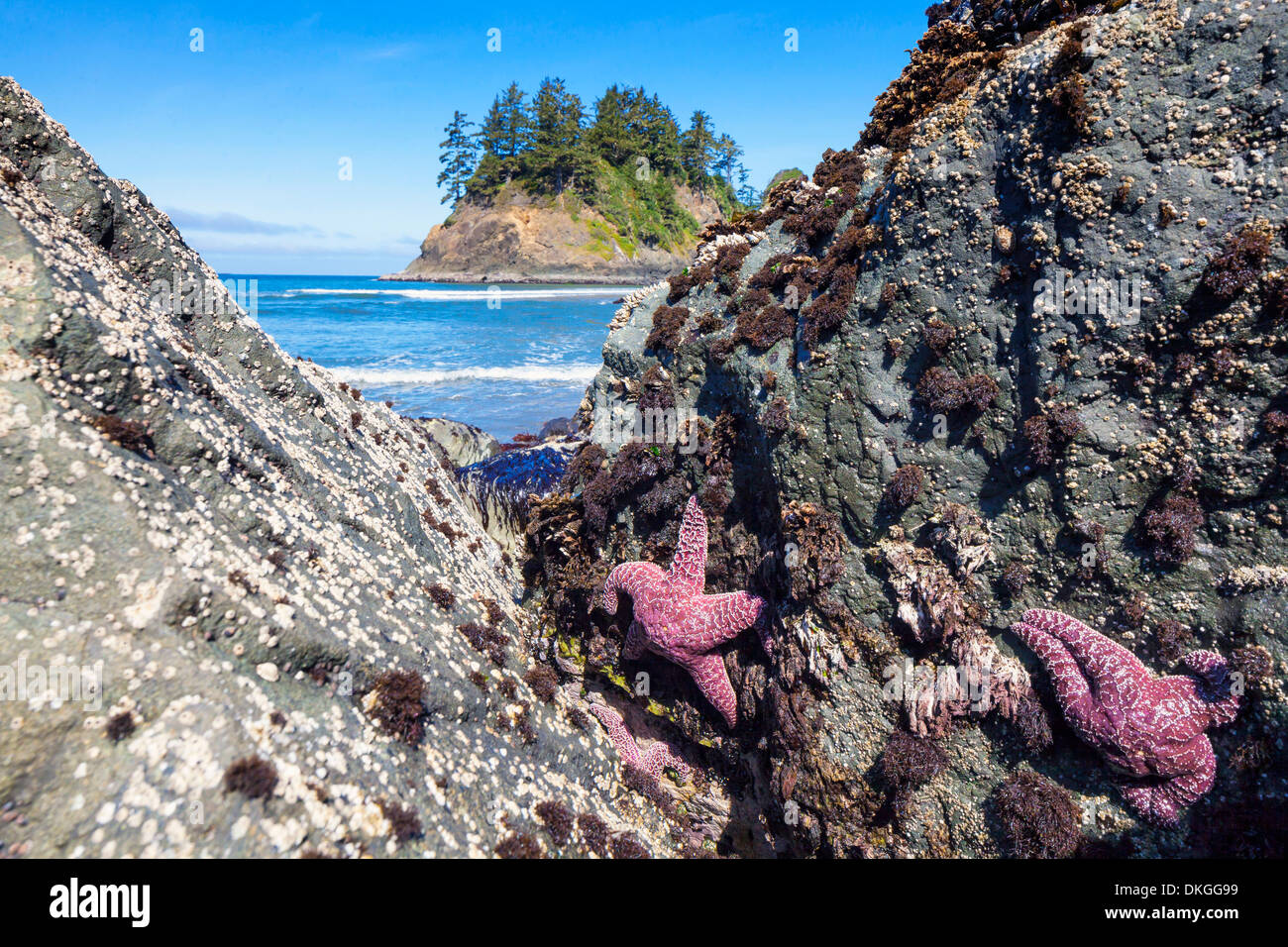 Starfish at Trinidad State Beach, Humboldt County, California, USA ...