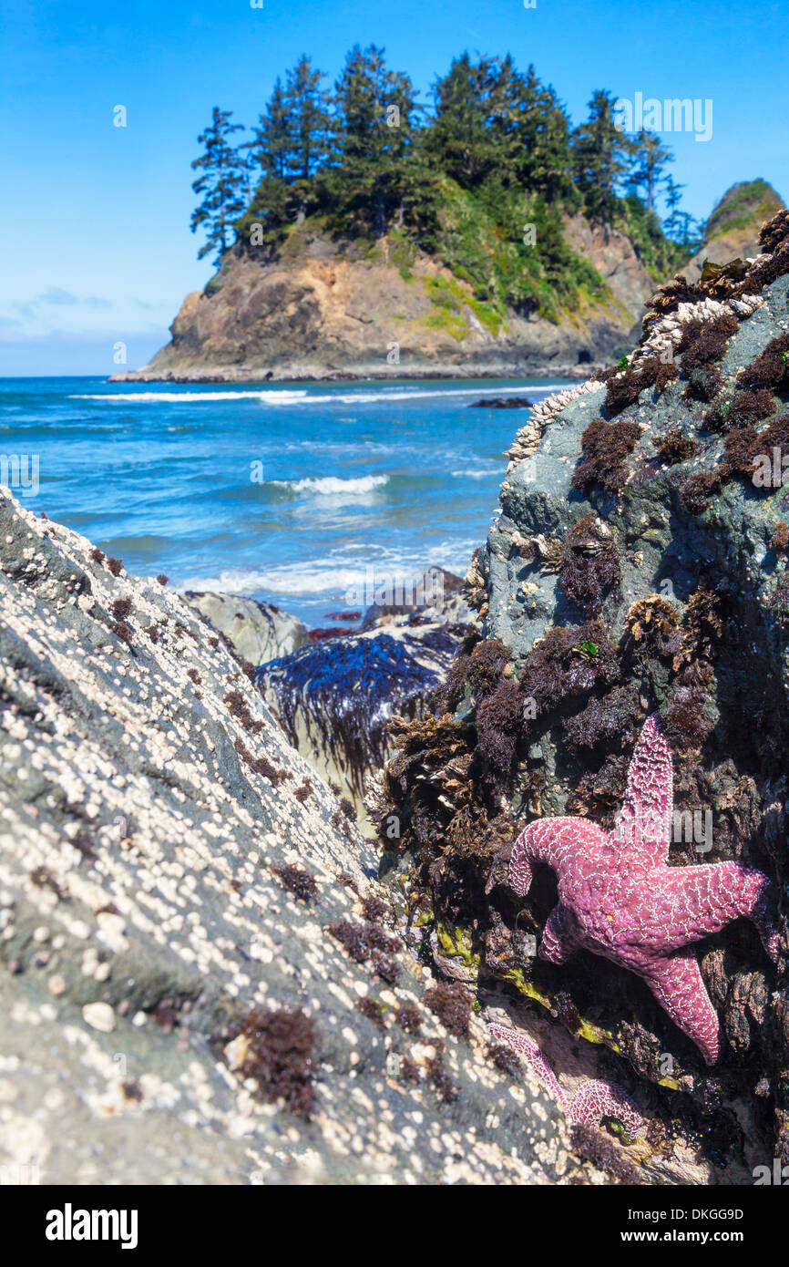 Trinidad beach state park hi-res stock photography and images - Alamy