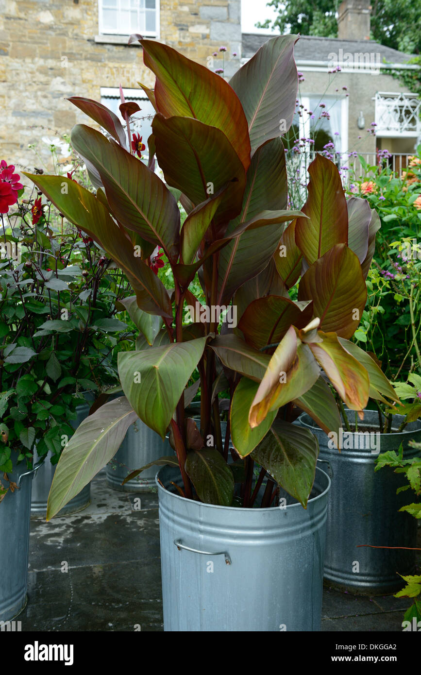 Canna panache hi-res stock photography and images - Alamy