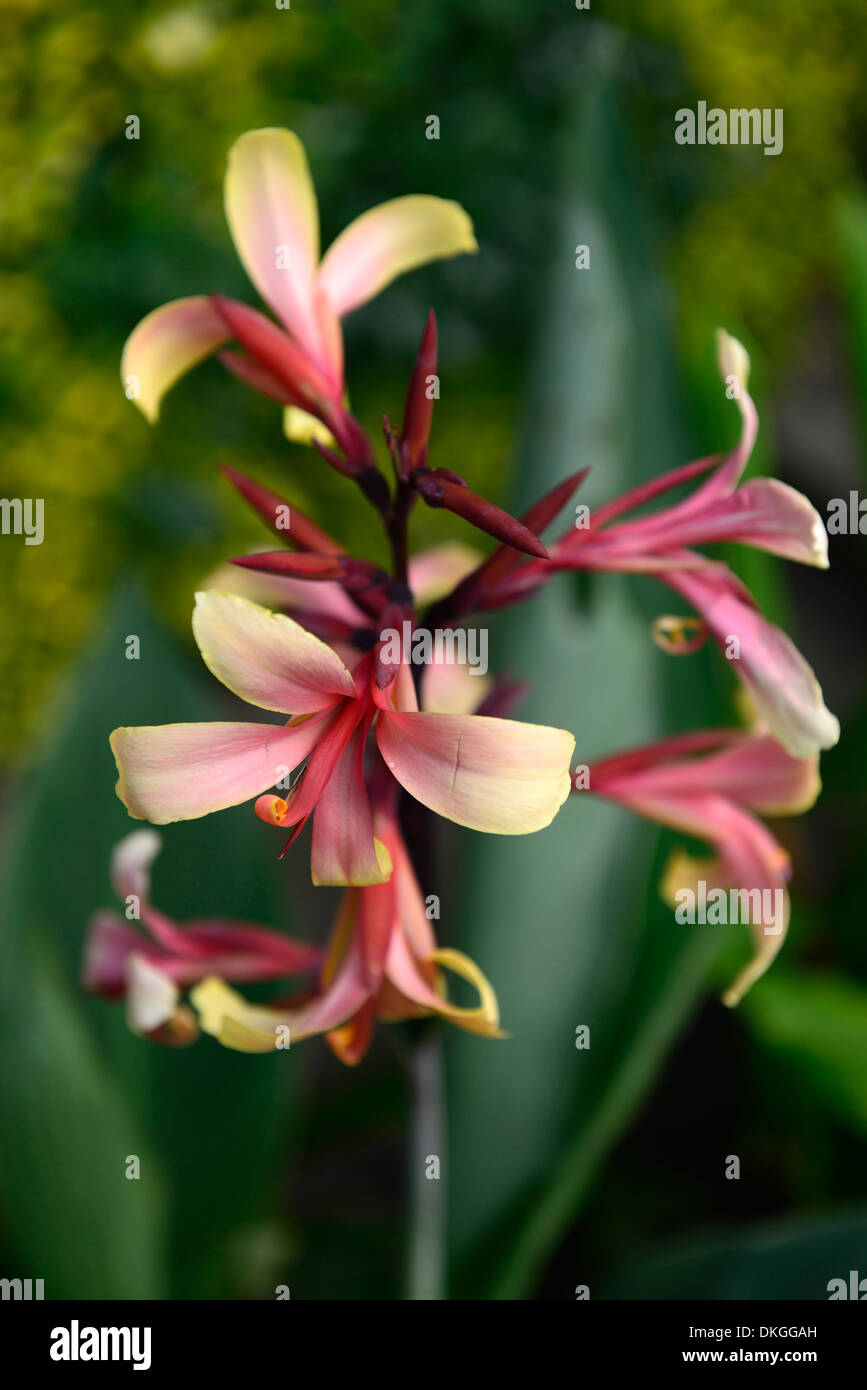 Panaché hi-res stock photography and images - Alamy