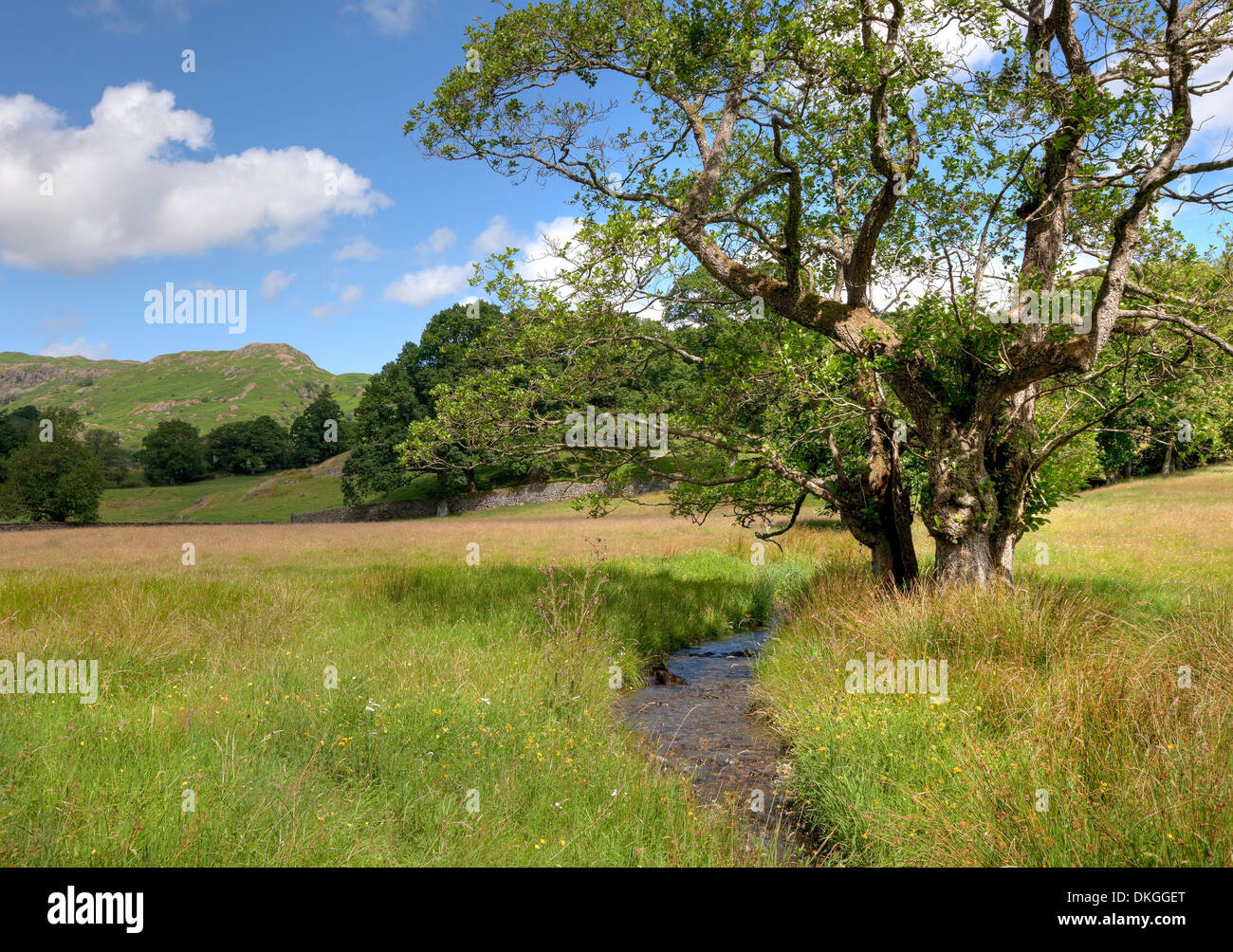 Alder tree hi-res stock photography and images - Alamy