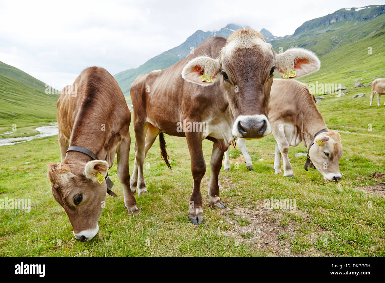 Farming in switzerland hi-res stock photography and images - Alamy
