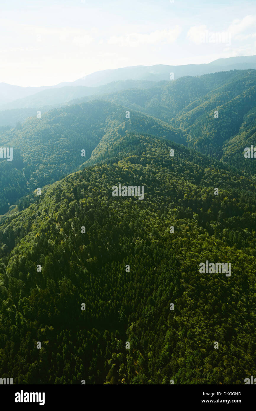 Wooded mountainside in Black Forest with Blauen in background ...