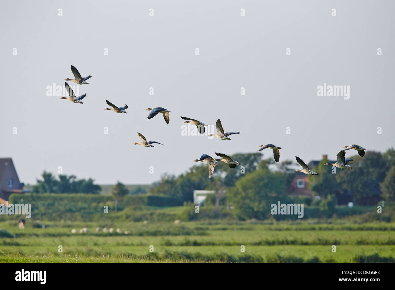 Geese flying above field hi-res stock photography and images - Alamy