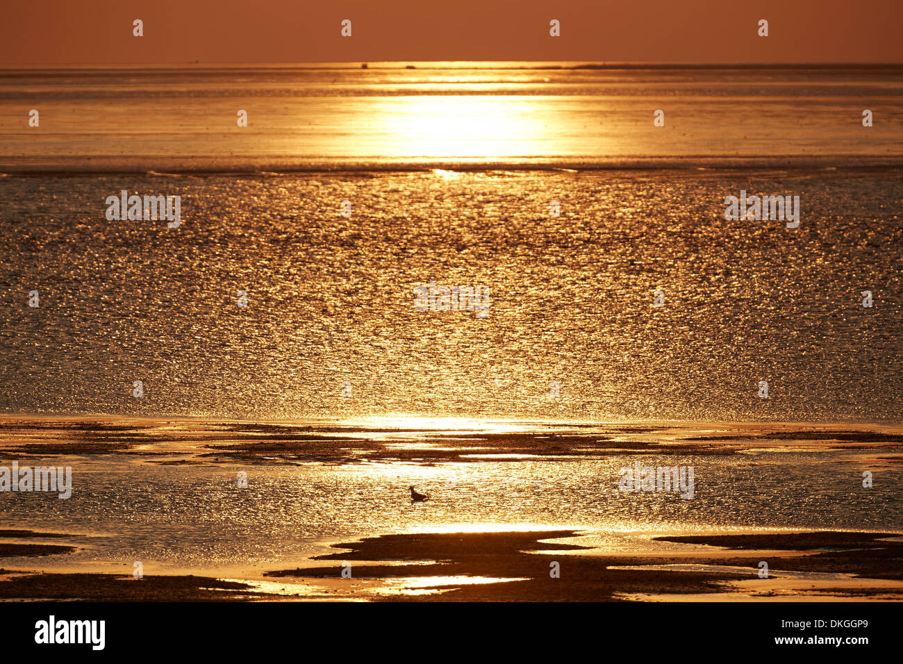 Sunset above the Wadden Sea, Pellworm Island, Germany Stock Photo - Alamy