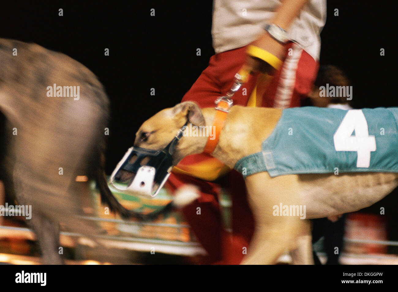 Starting gate dog hi-res stock photography and images - Alamy