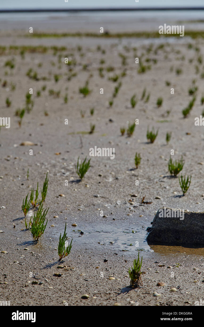 Wadden Sea at low tide, Pellworm Island, Germany Stock Photo - Alamy