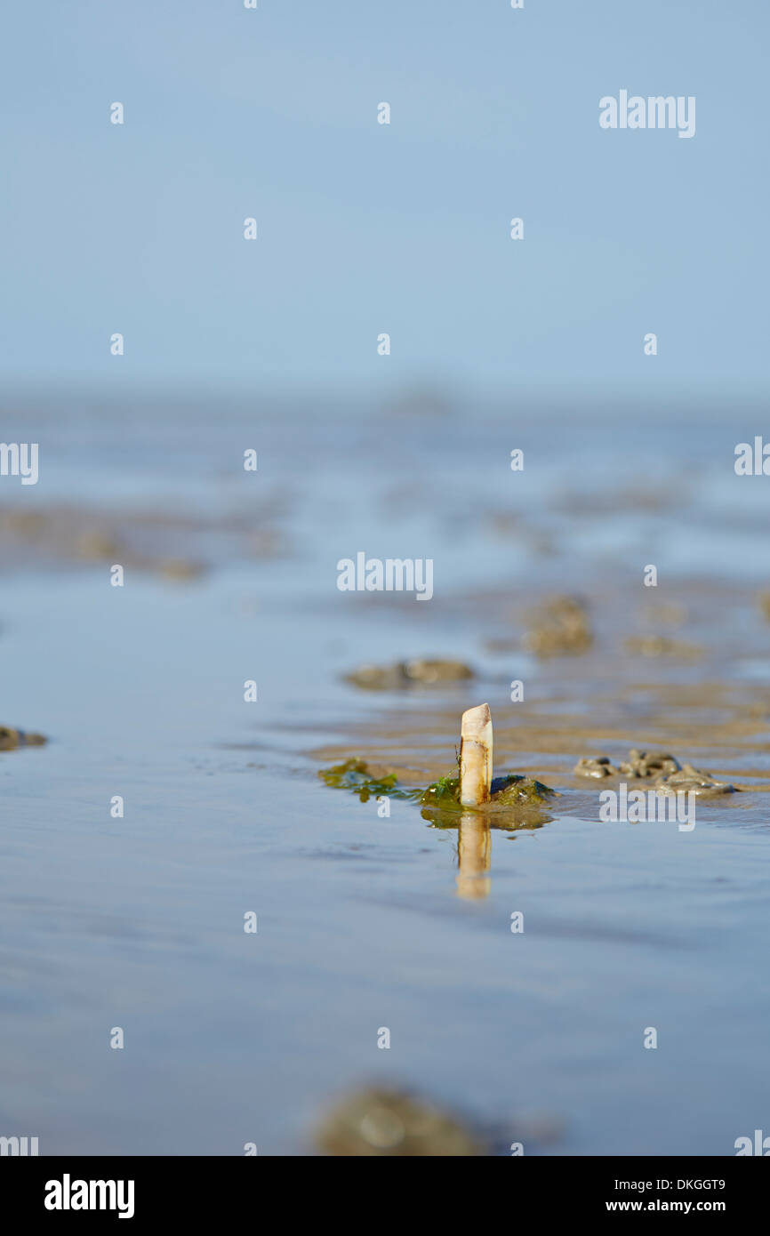 Ensis ensis germany hi-res stock photography and images - Alamy