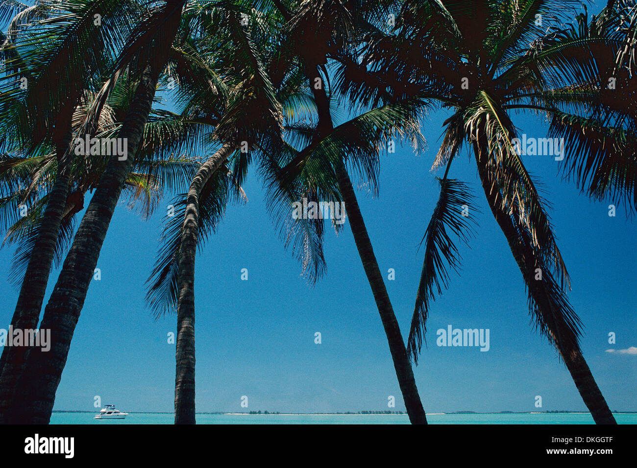 Queen of trees hi-res stock photography and images - Alamy