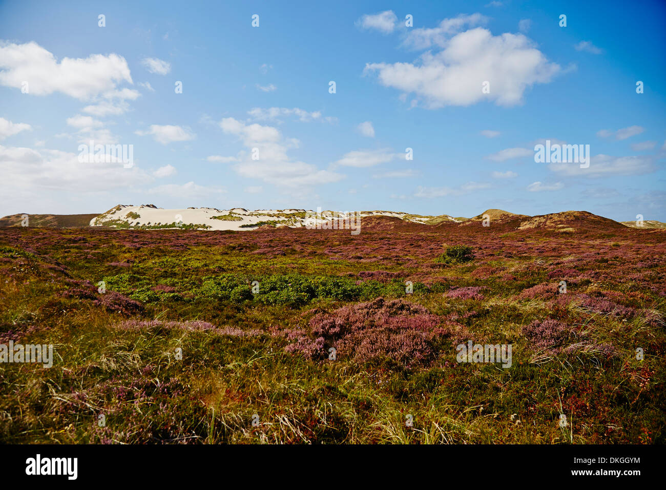 Heath landscape and shifting dune near List, Sylt, Germany Stock Photo ...