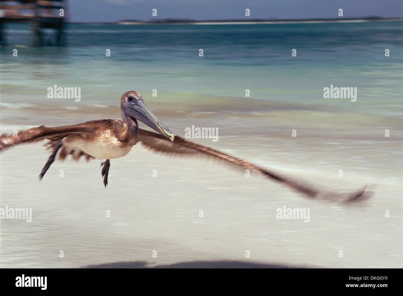 Brown Pelican flying low above beach. Pelecanus occidentalis Stock ...