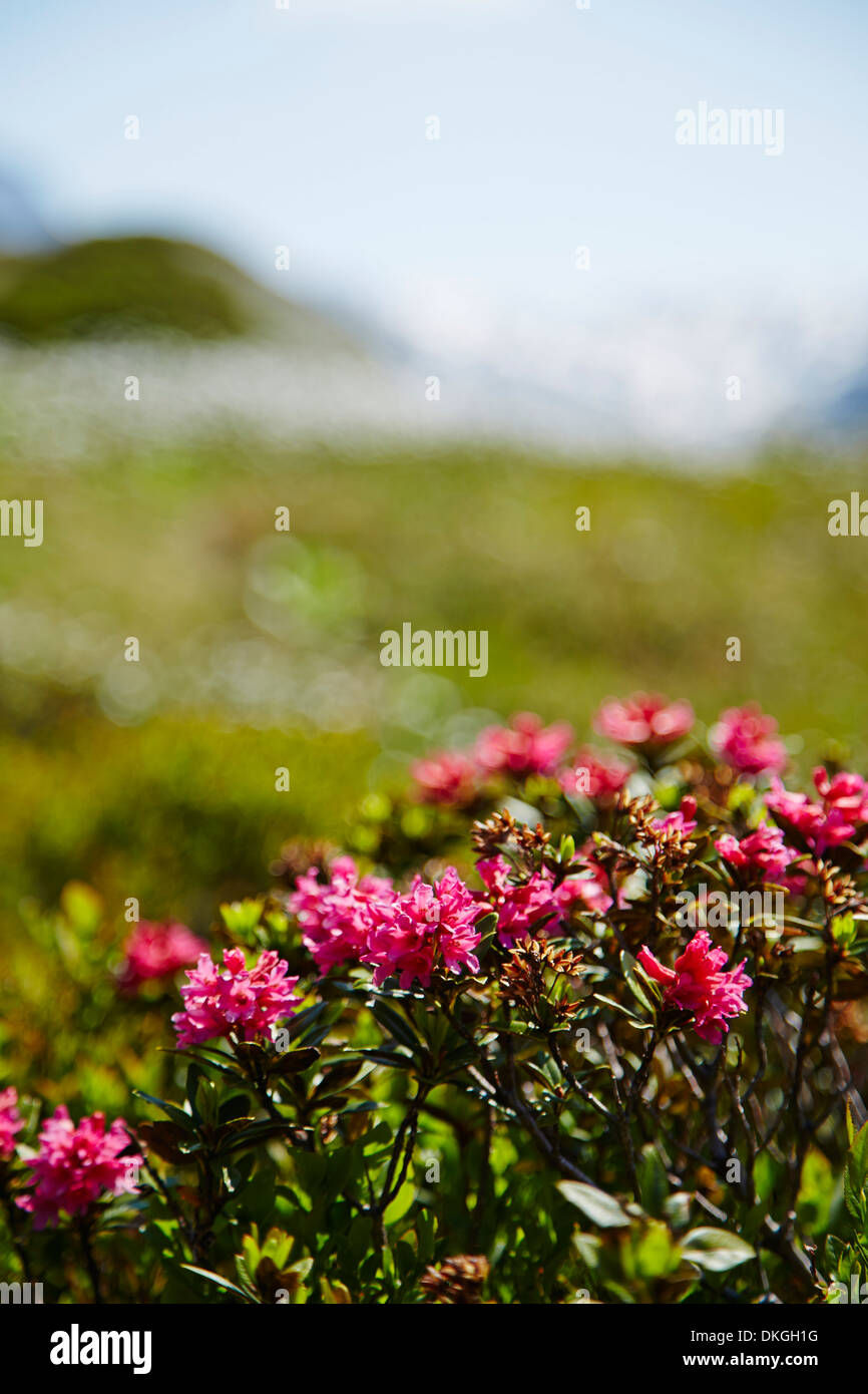 Pink alpine roses, Bernese Oberland, Switzerland Stock Photo - Alamy