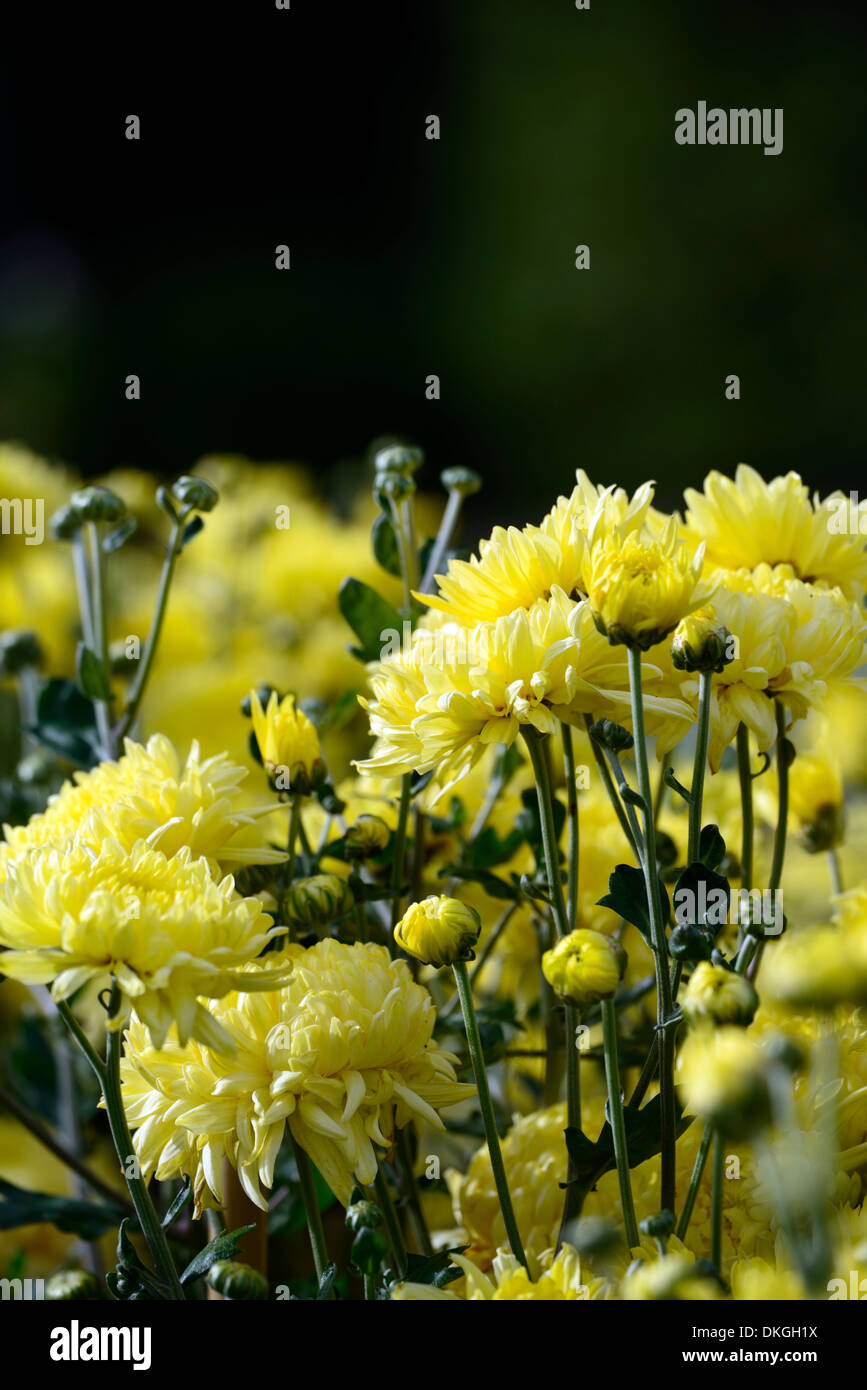 Chrysanthemum Oliver yellow flowers compound capitulum inflorescence ...