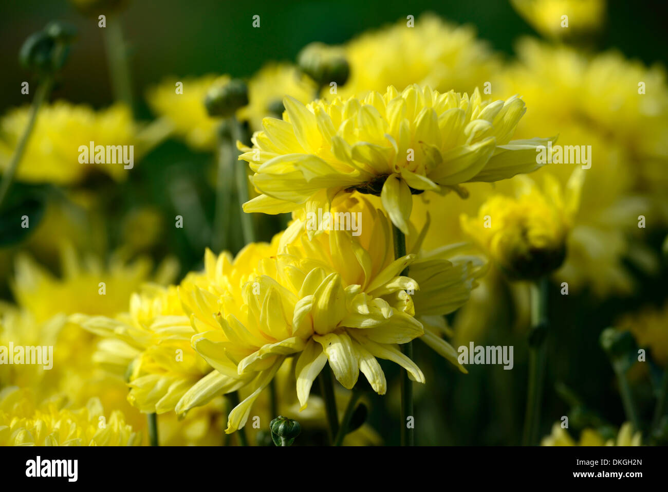 Chrysanthemum Oliver yellow flowers compound capitulum inflorescence ...