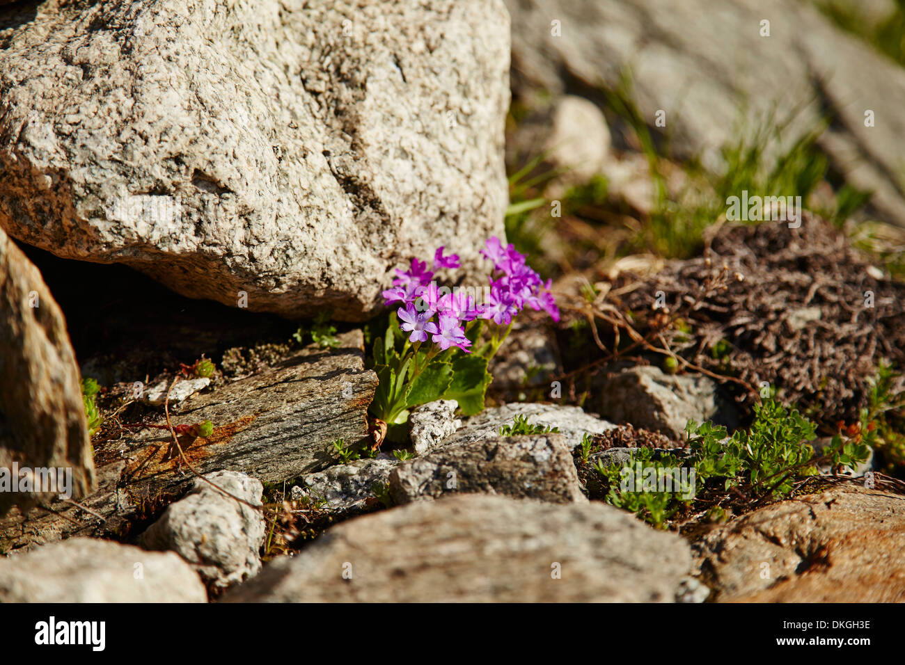 Primrose mountain hi-res stock photography and images - Alamy