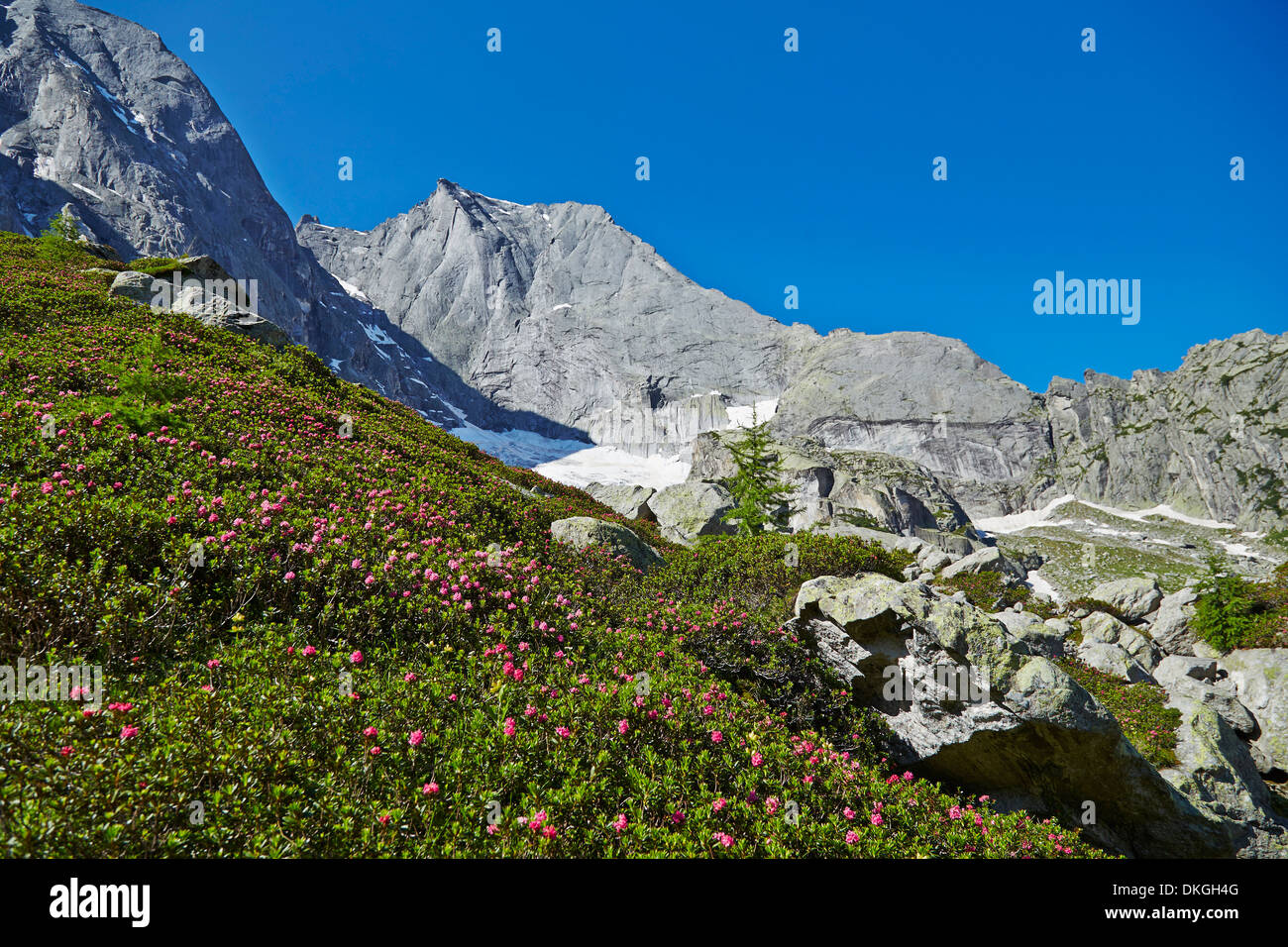 Alpine roses and Piz Badile, Val Bondasca, Grisons, Switzerland Stock ...