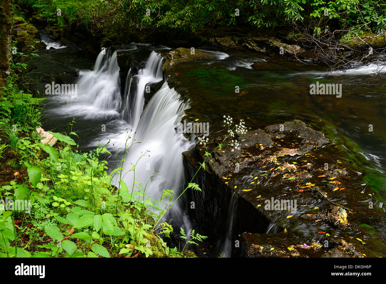 Clare Glens waterfall falls rhododendron blooming flowering Clare river ...