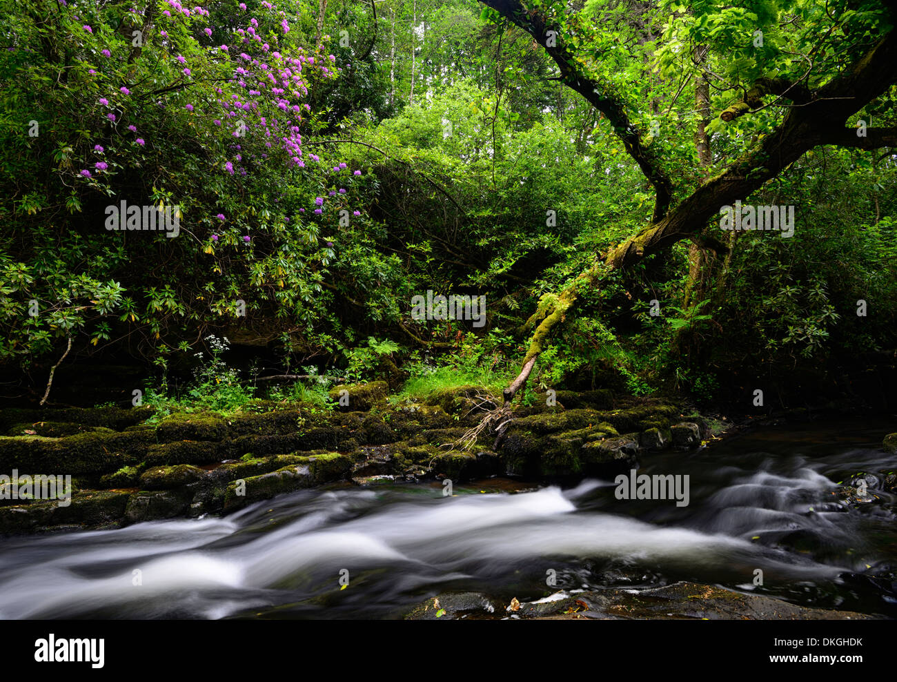 Clare Glens waterfall falls rhododendron blooming flowering Clare river ...