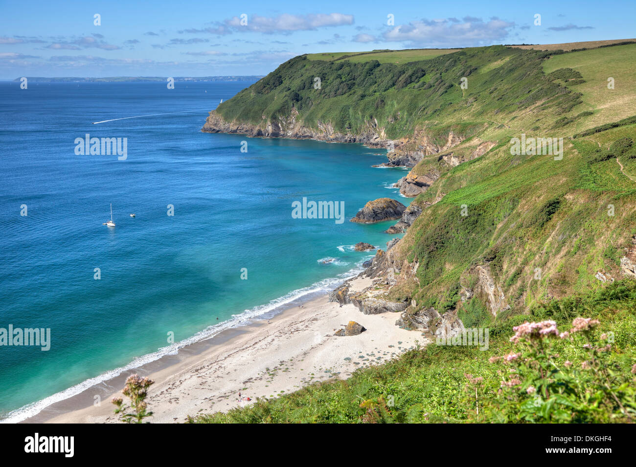 Cornwall Coastline Plants High Resolution Stock Photography and Images ...