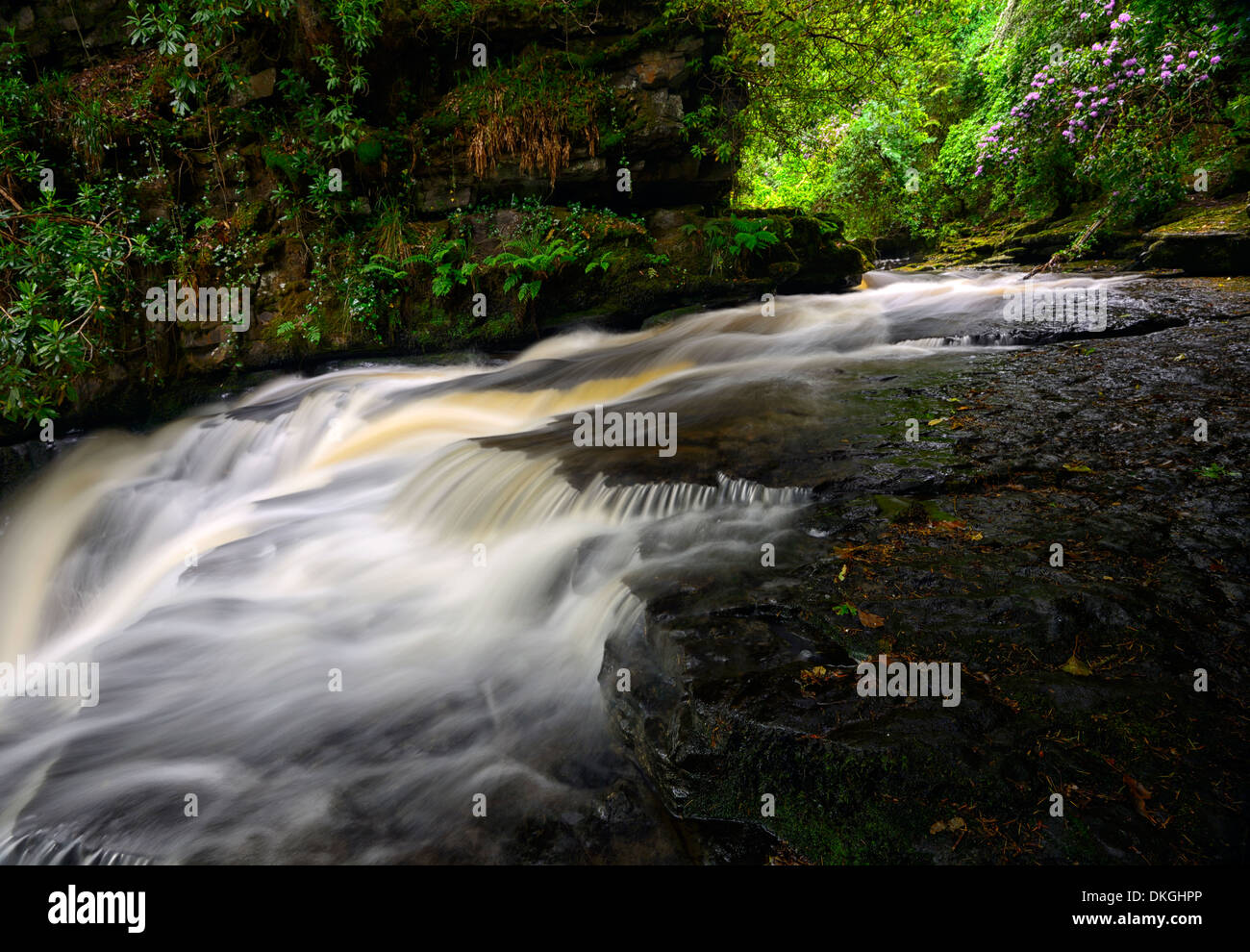 Clare Glens waterfall falls rhododendron blooming flowering Clare river ...