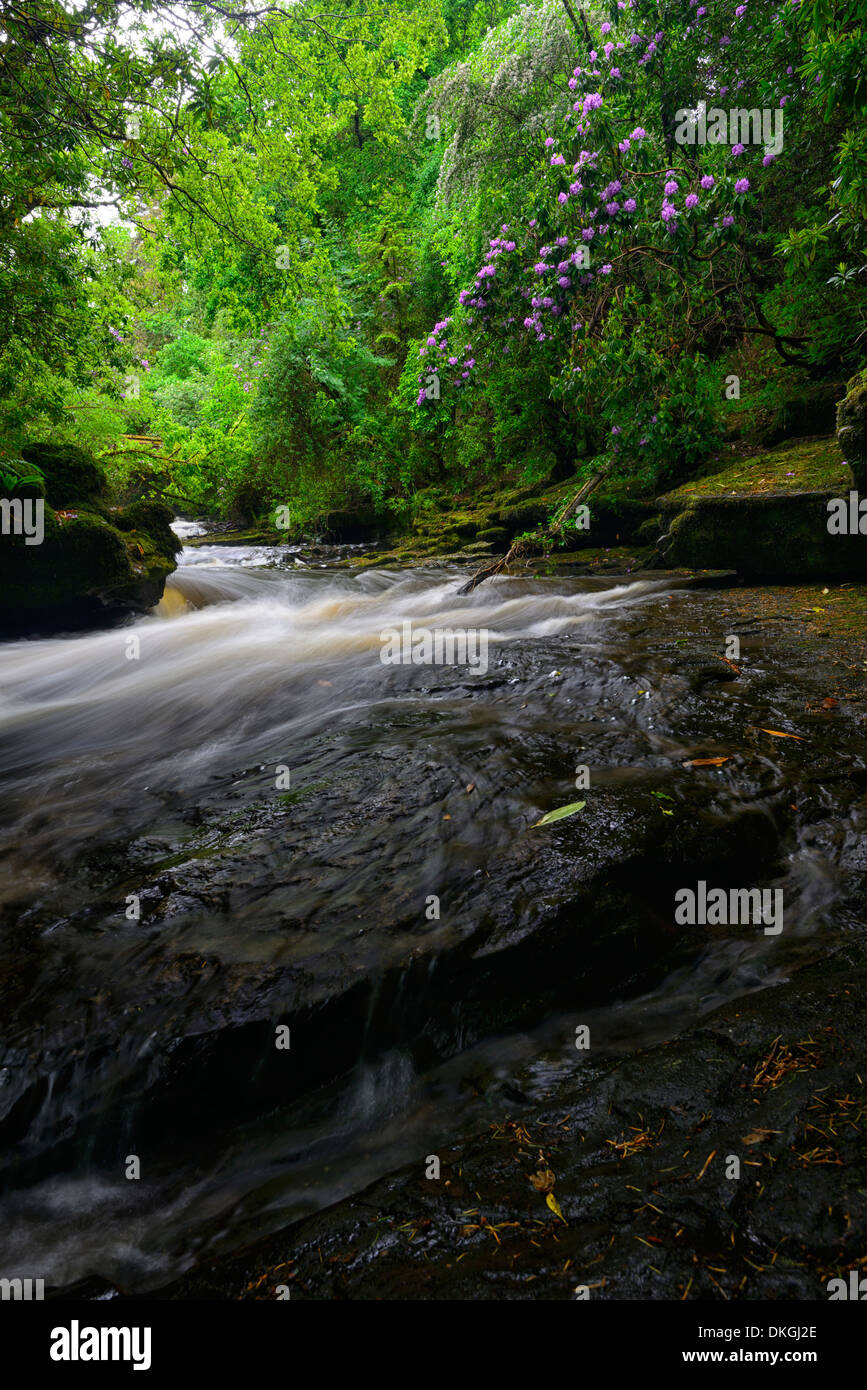Clare Glens waterfall falls rhododendron blooming flowering Clare river ...