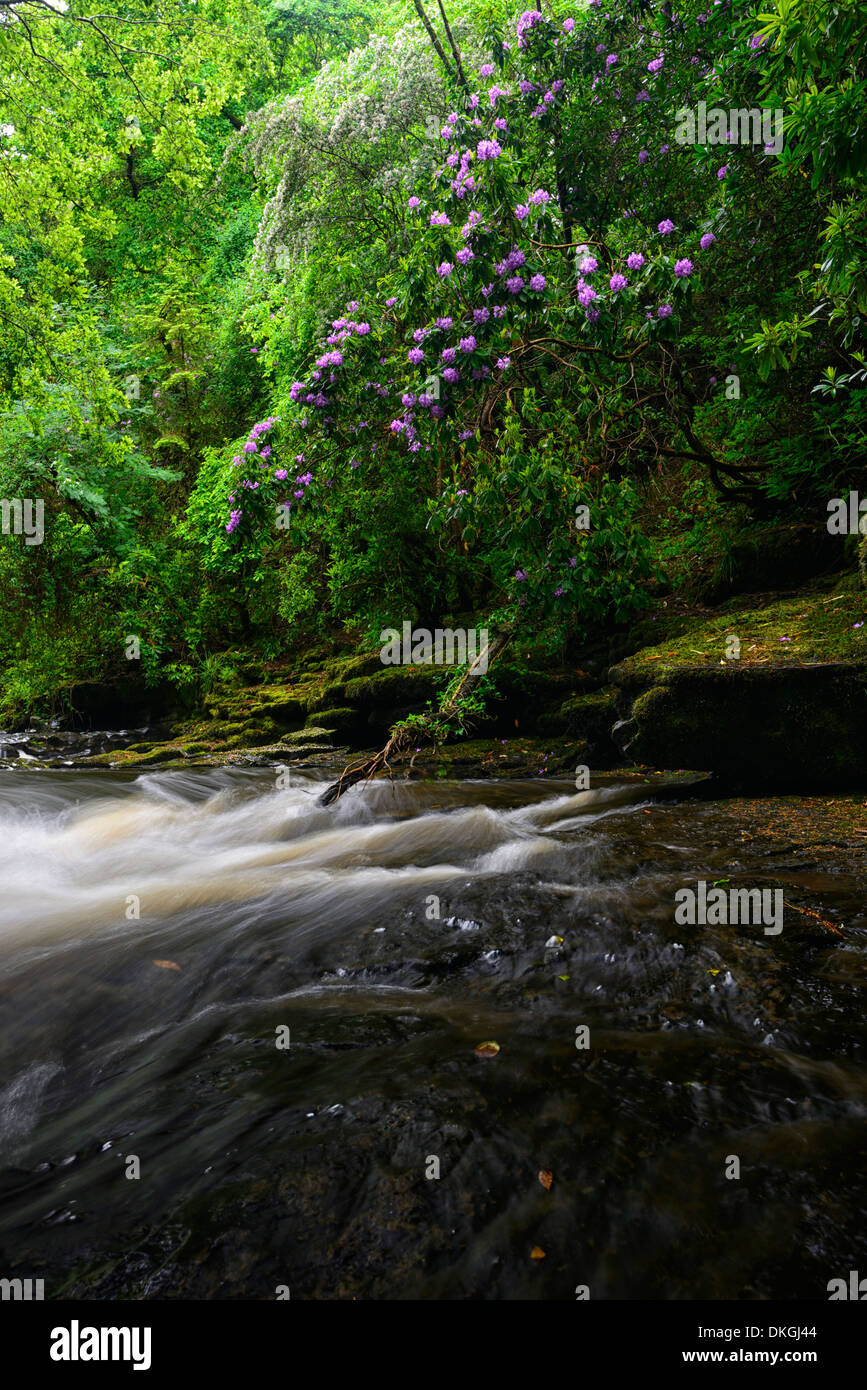 Clare Glens waterfall falls rhododendron blooming flowering Clare river ...