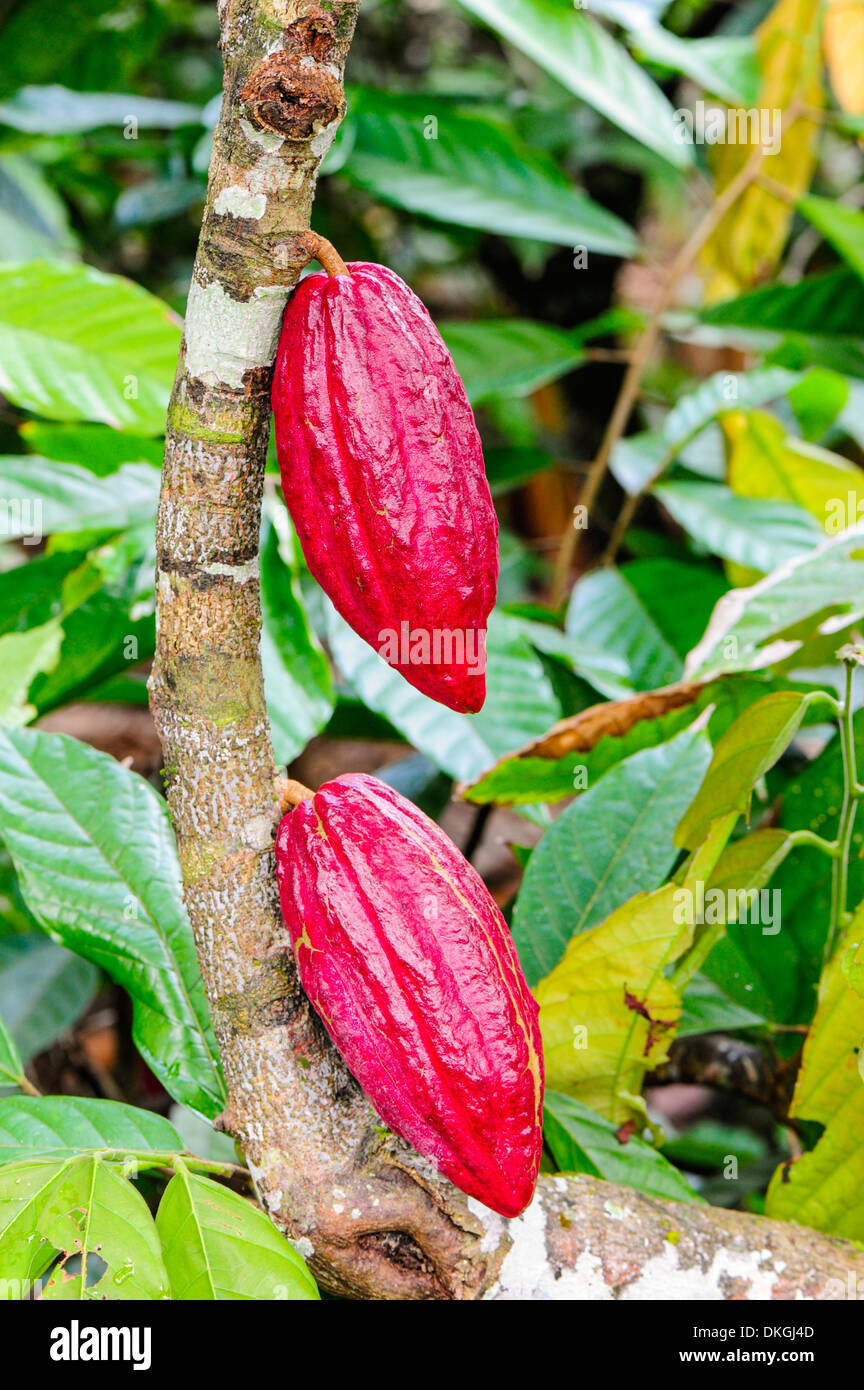 Cocoa Plantation Landscape High Resolution Stock Photography and Images ...