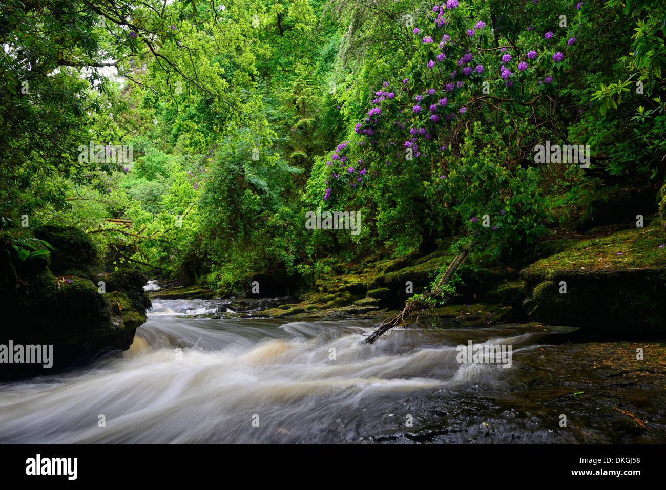 Clare Glens waterfall falls rhododendron blooming flowering Clare river ...