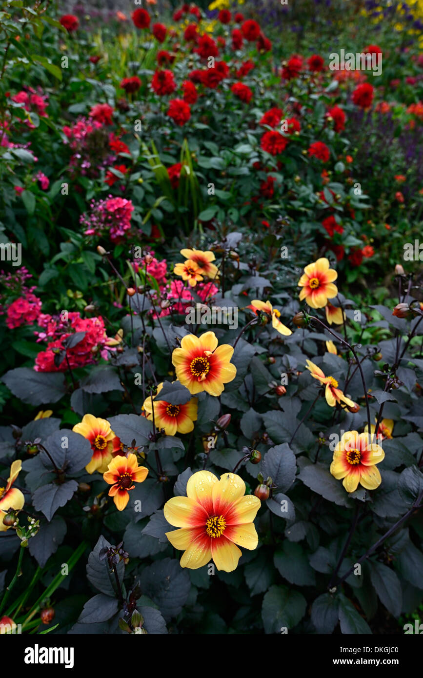 corona north memorial commemorative perennial border mix mixed planting ...