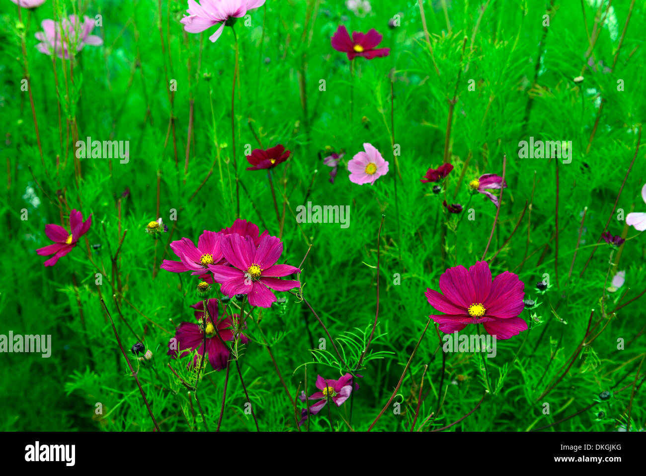 Purple Cosmos Flowers Stock Photos & Purple Cosmos Flowers Stock Images ...
