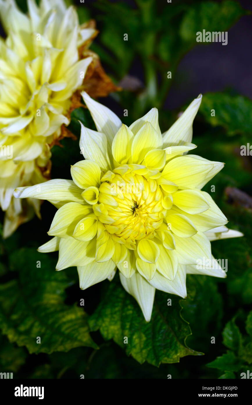 Janal High Resolution Stock Photography and Images - Alamy