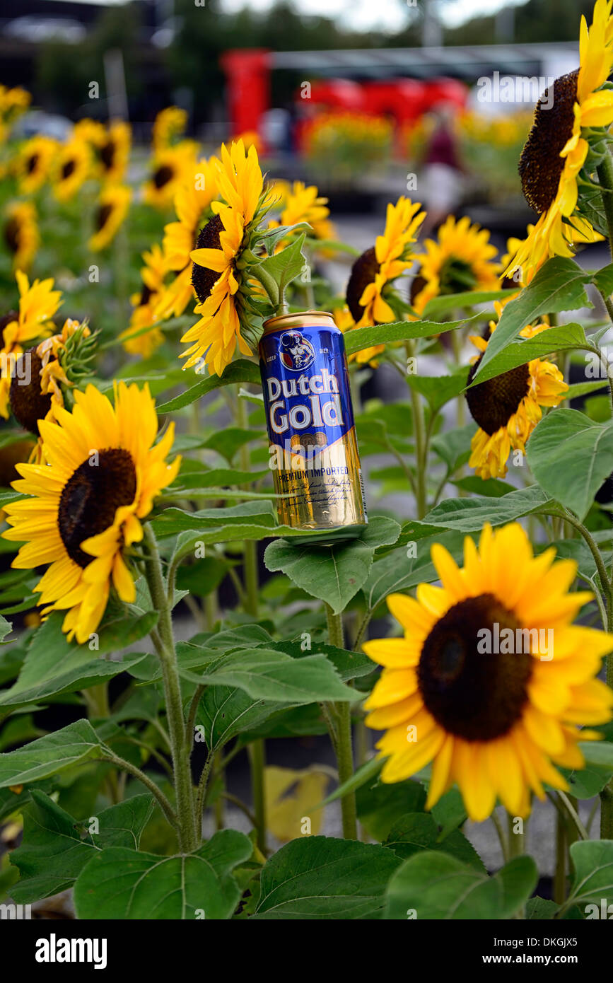 Dutch Gold cans alcohol low cost beer among in yellow helianthus ...