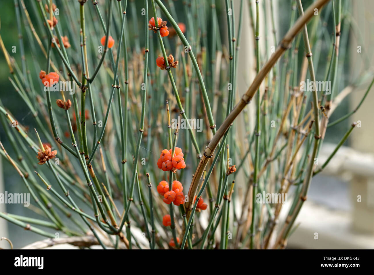 Bluestem hi-res stock photography and images - Alamy