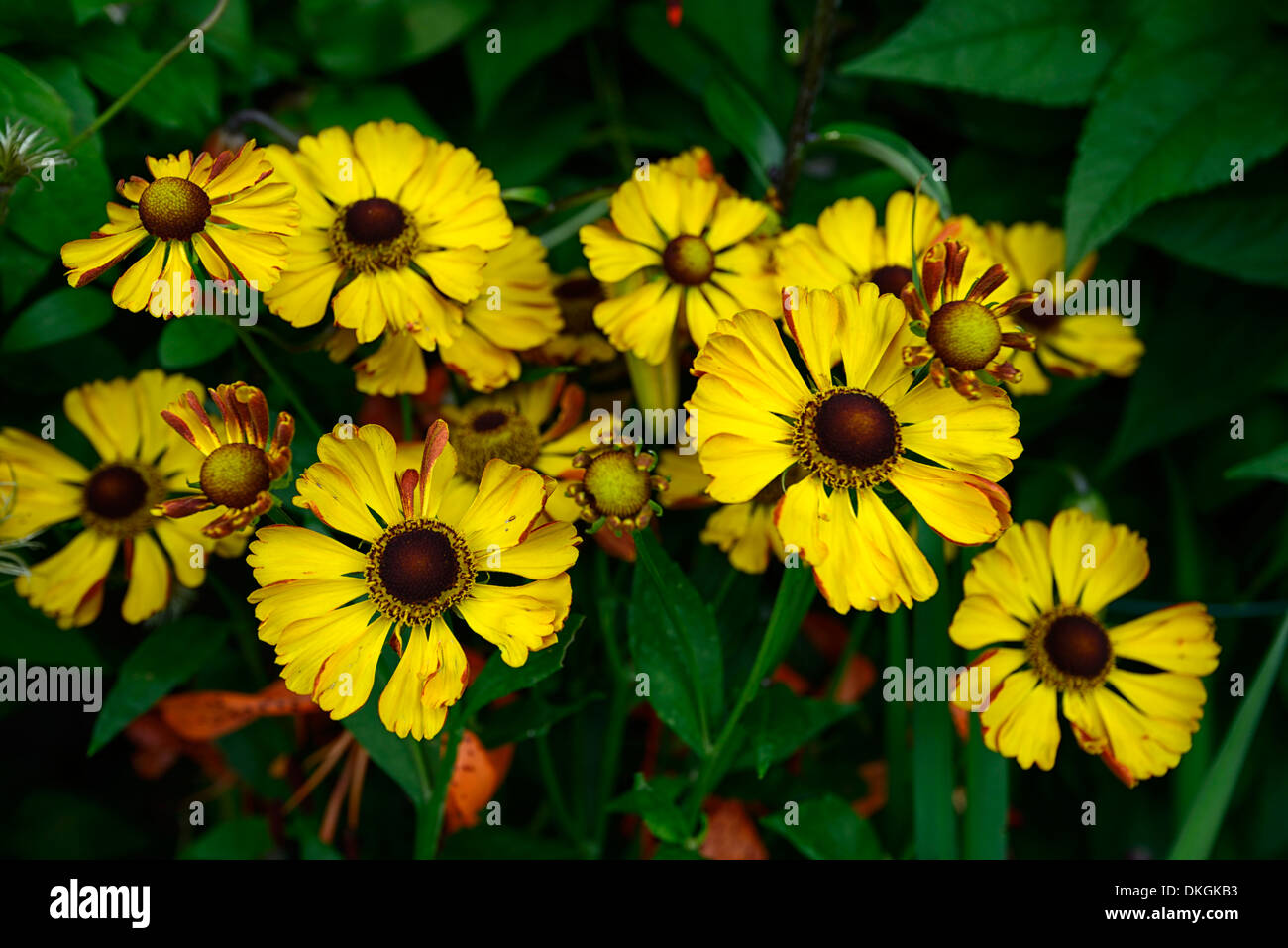 helenium rauchtopas sneezeweeds perennials yellow flowers flowering ...