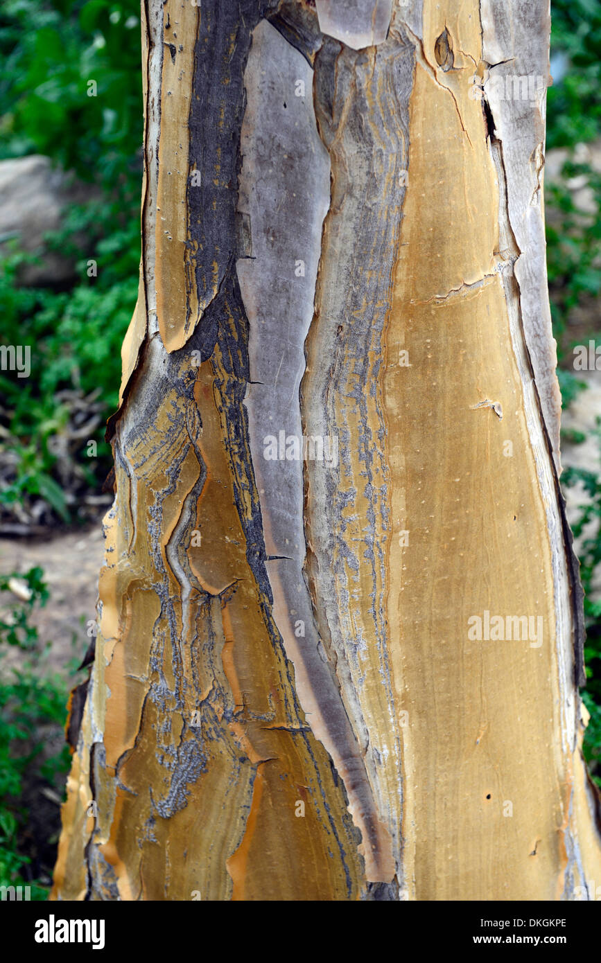Kokerboom or quiver tree hi-res stock photography and images - Alamy