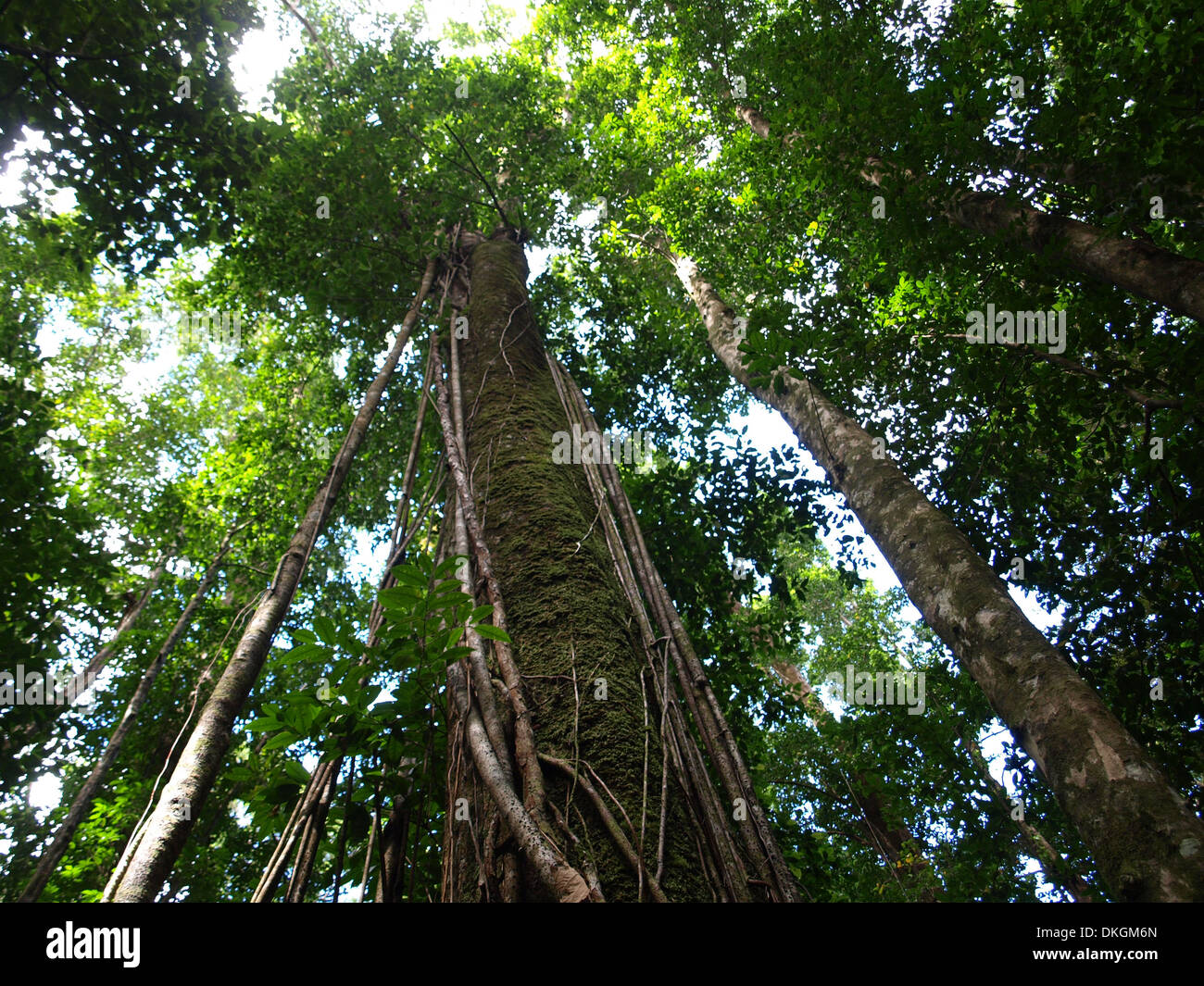 A view looking up of tropical trees in the rainforest of the ...