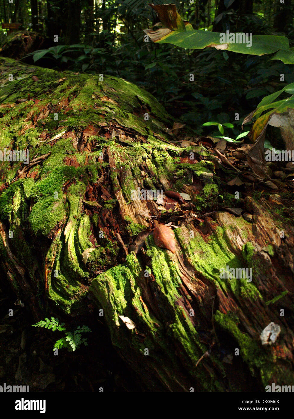 Moss on a rugged, wavy, and highly textured tree trunk on a trail in ...