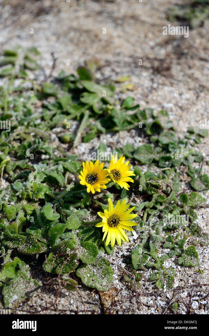 Yellow beach daisy hi-res stock photography and images - Alamy