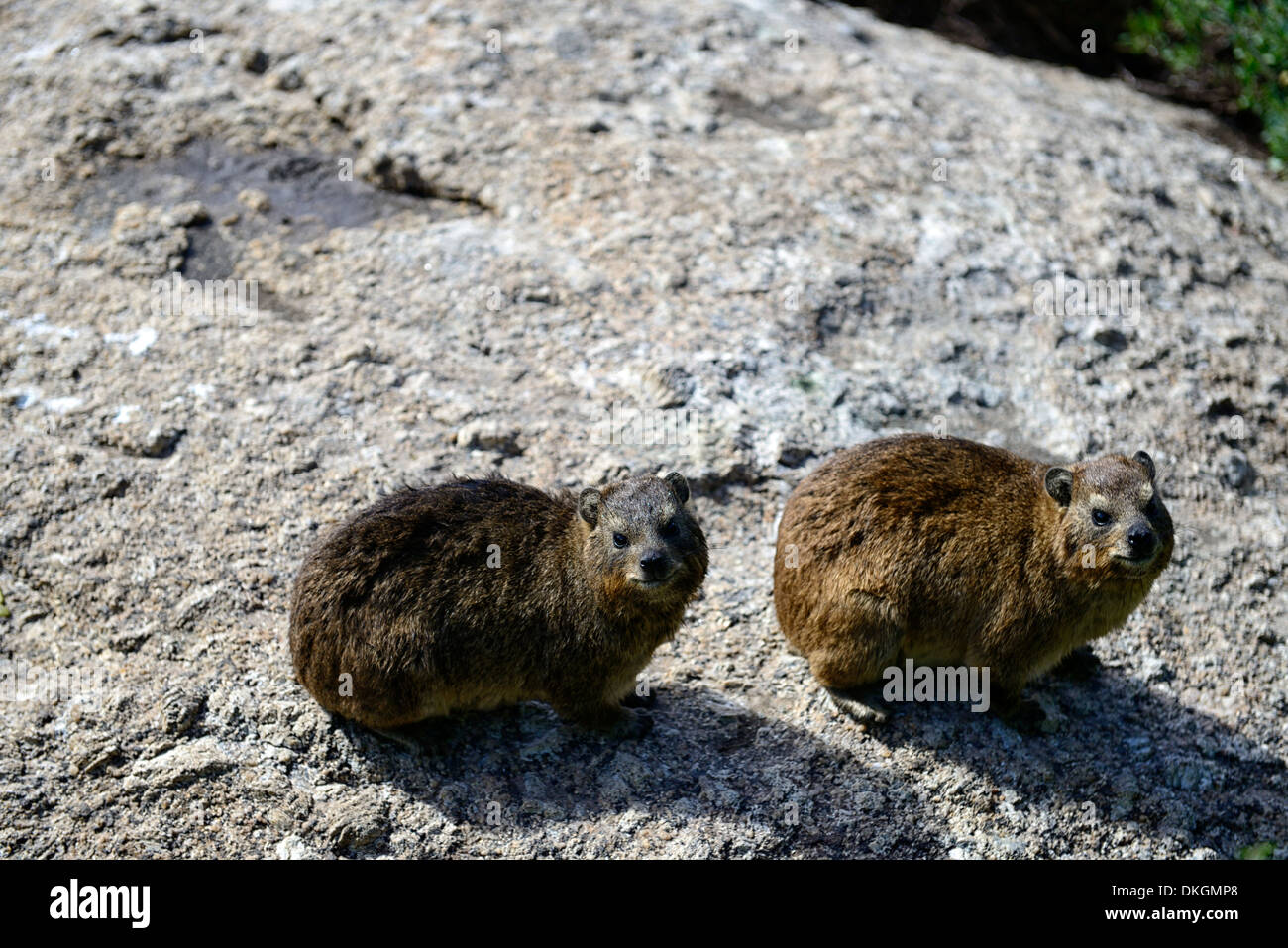 two a pair of rock hyrax hyraxes sitting on a rock table mountain cape ...