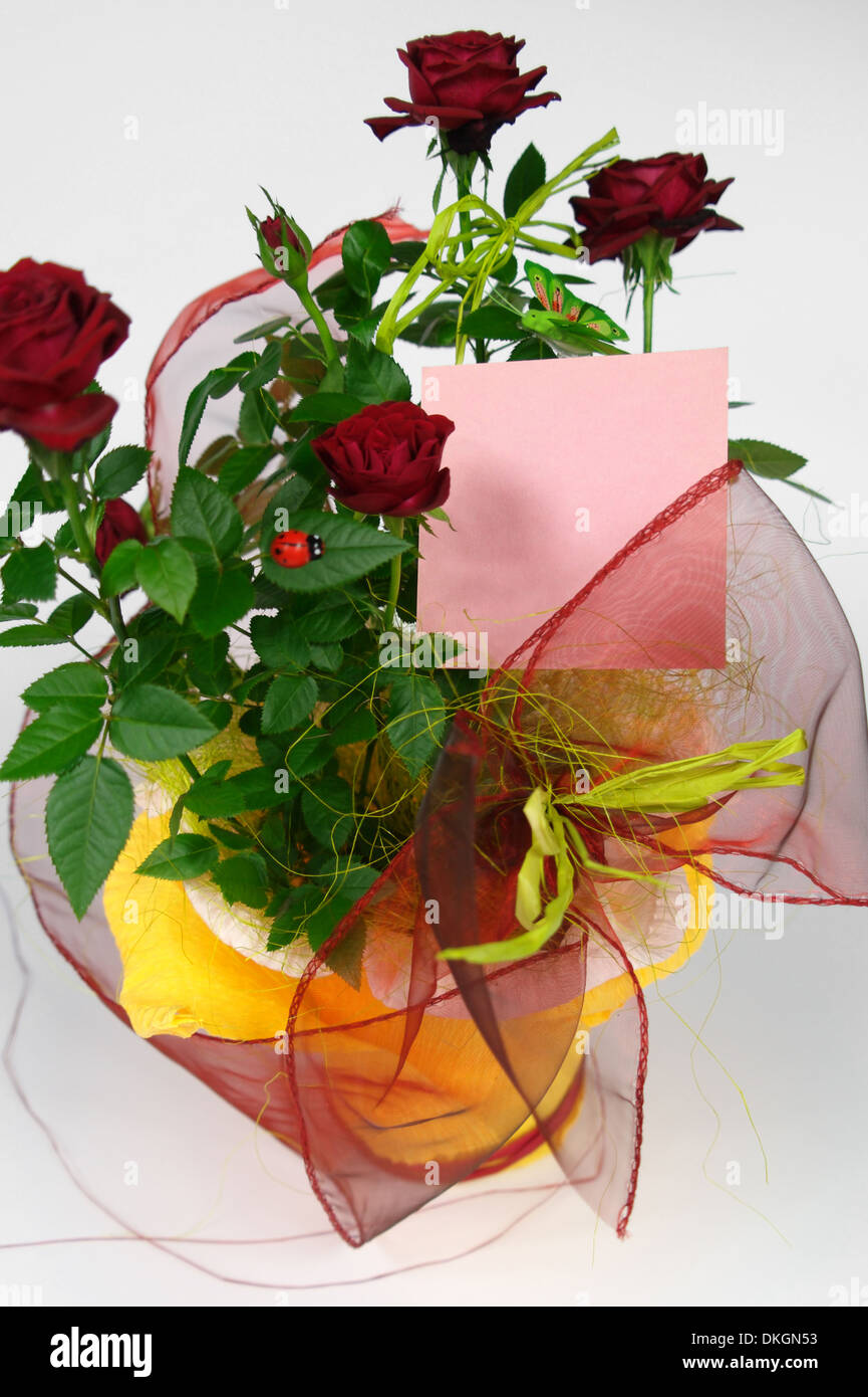 Roses in pot hi-res stock photography and images - Alamy