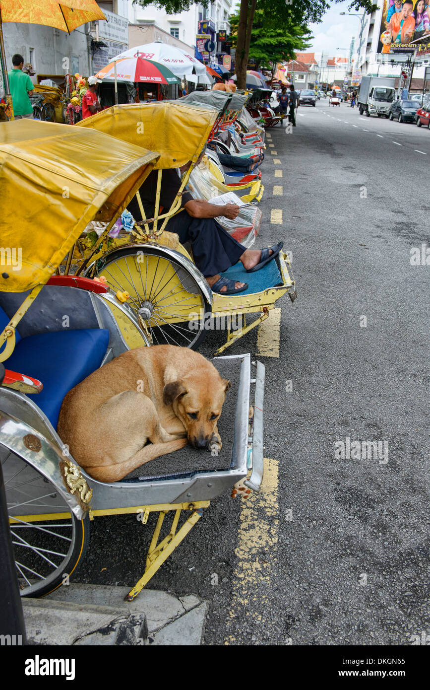 Dog rickshaw hi-res stock photography and images - Alamy